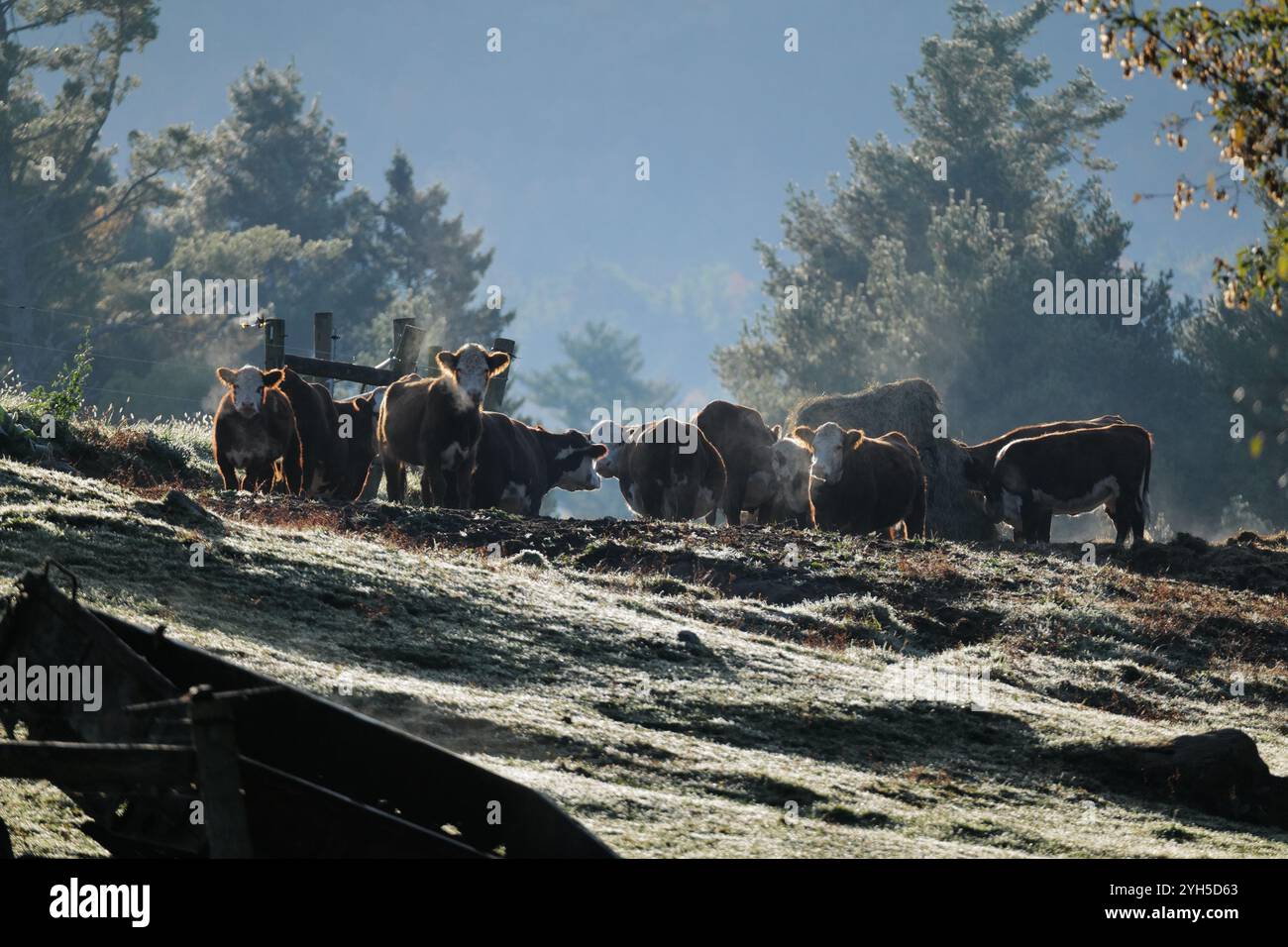 Moon Valley Farm’s iconic red barn and cows on a crisp October morning ...