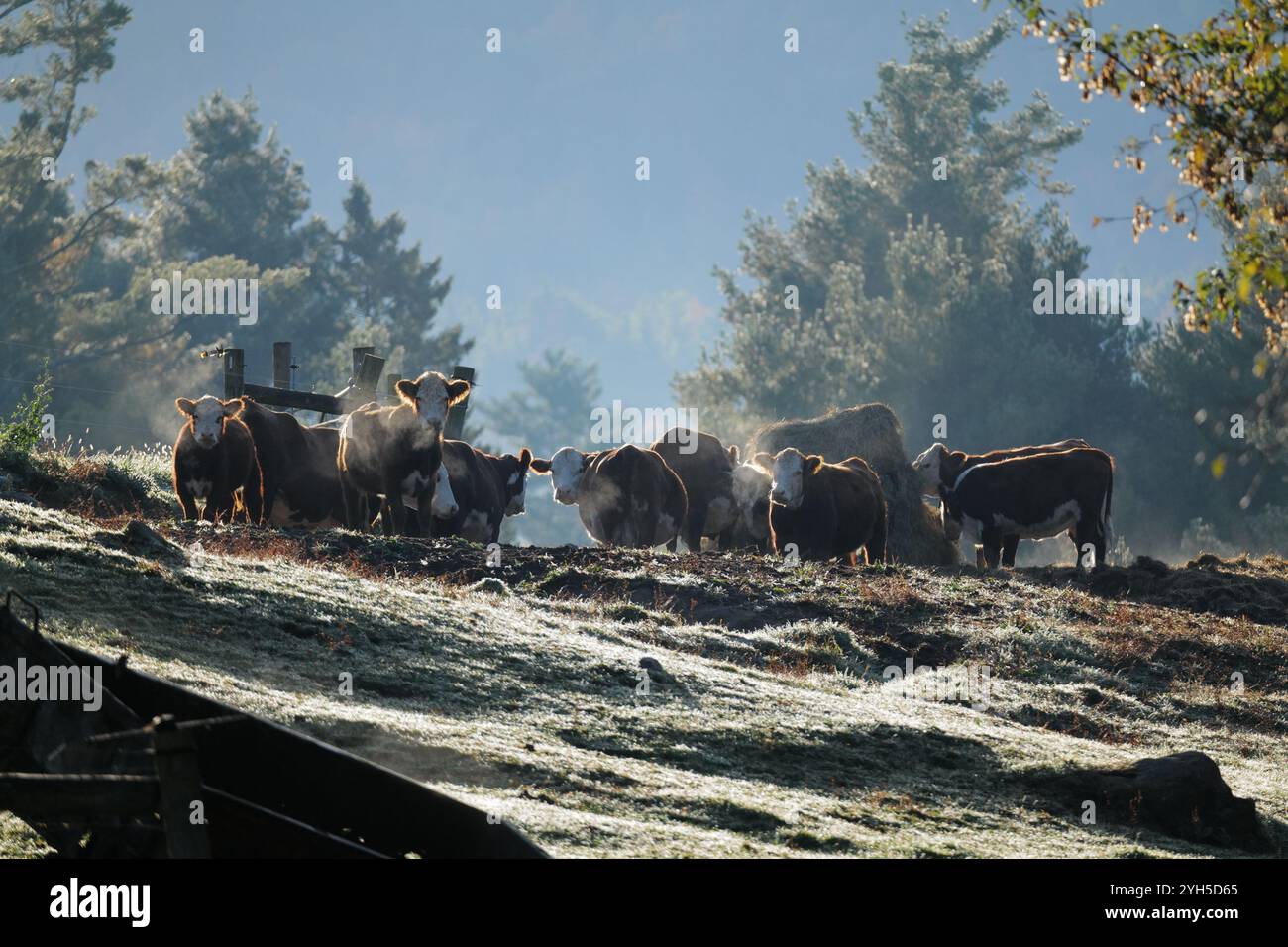 Moon Valley Farm’s iconic red barn and cows on a crisp October morning ...