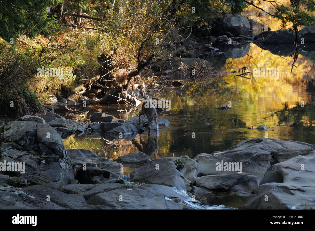 A deer drinking water from a brook in the Adirondacks near Keene Valley ...