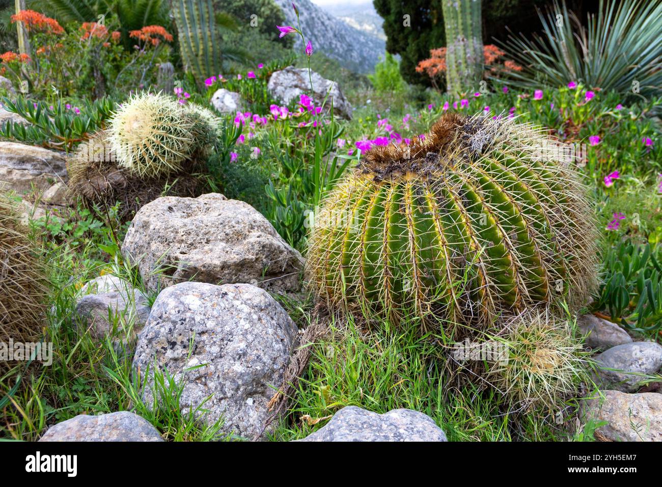 green garden with flowering plants and captus Stock Photo - Alamy