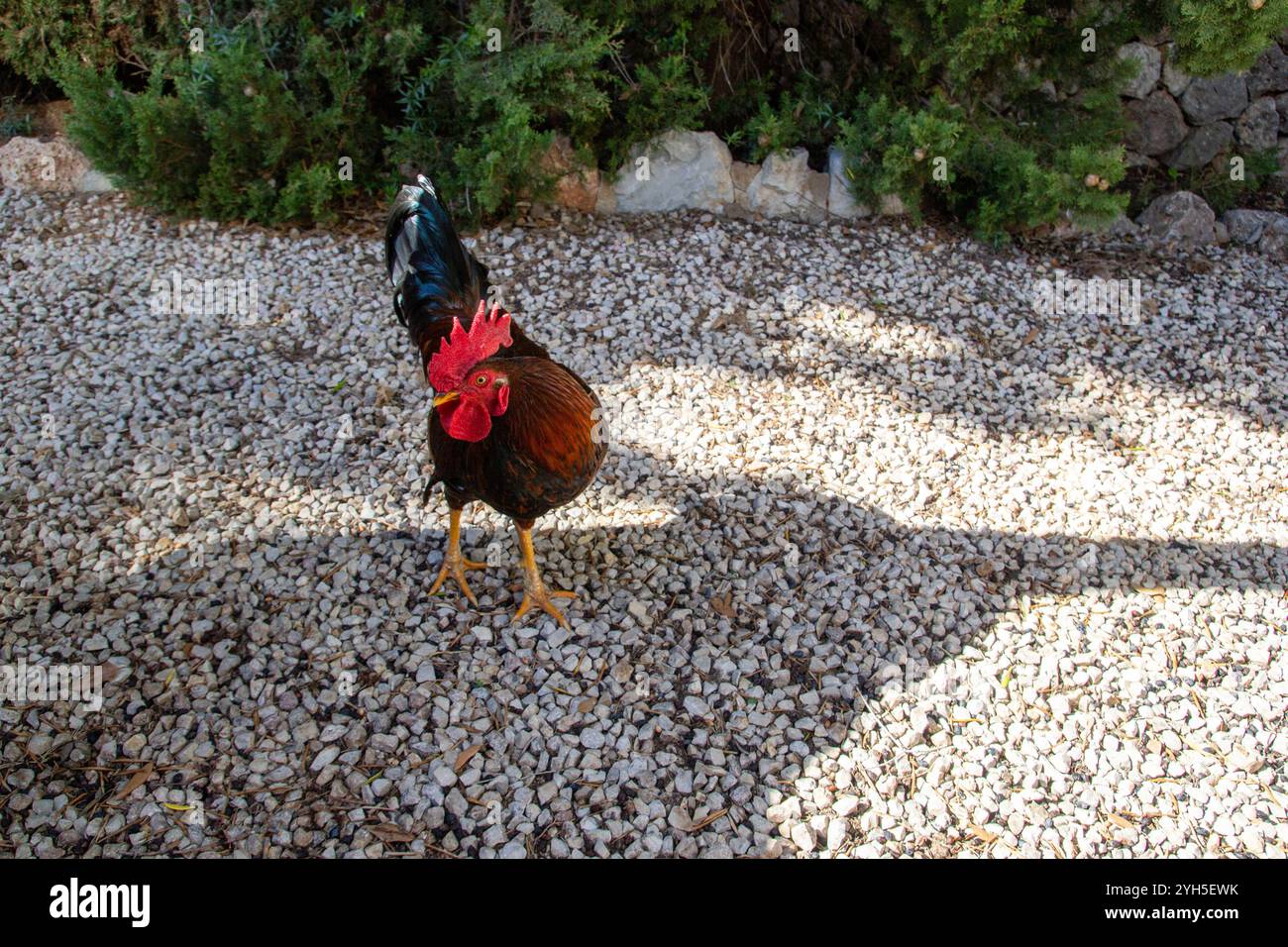 Rooster in garden hi-res stock photography and images - Alamy