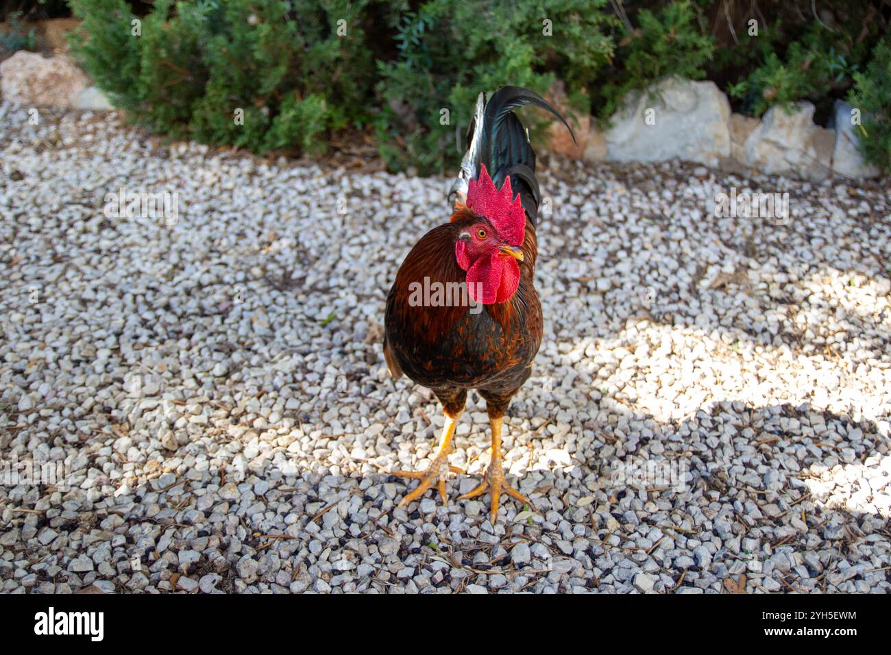 Rooster in garden hi-res stock photography and images - Alamy