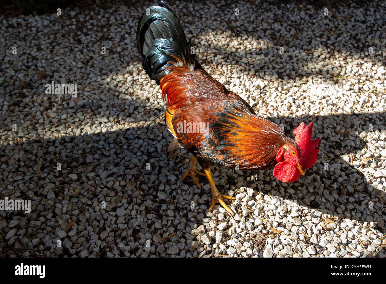 Golden rooster hi-res stock photography and images - Alamy