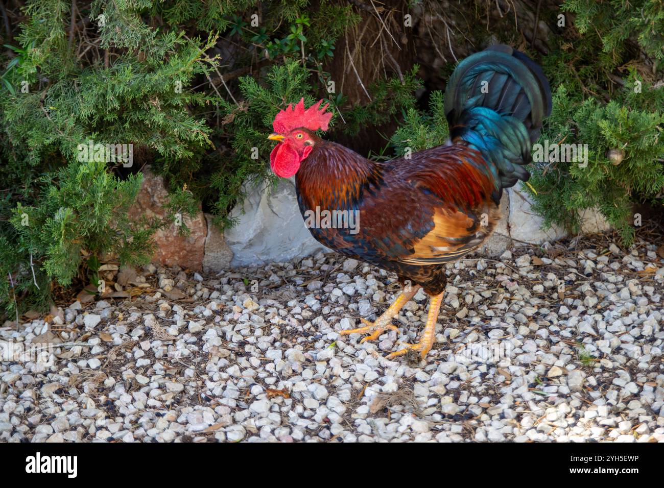 golden rooster in garden engraving Stock Photo - Alamy