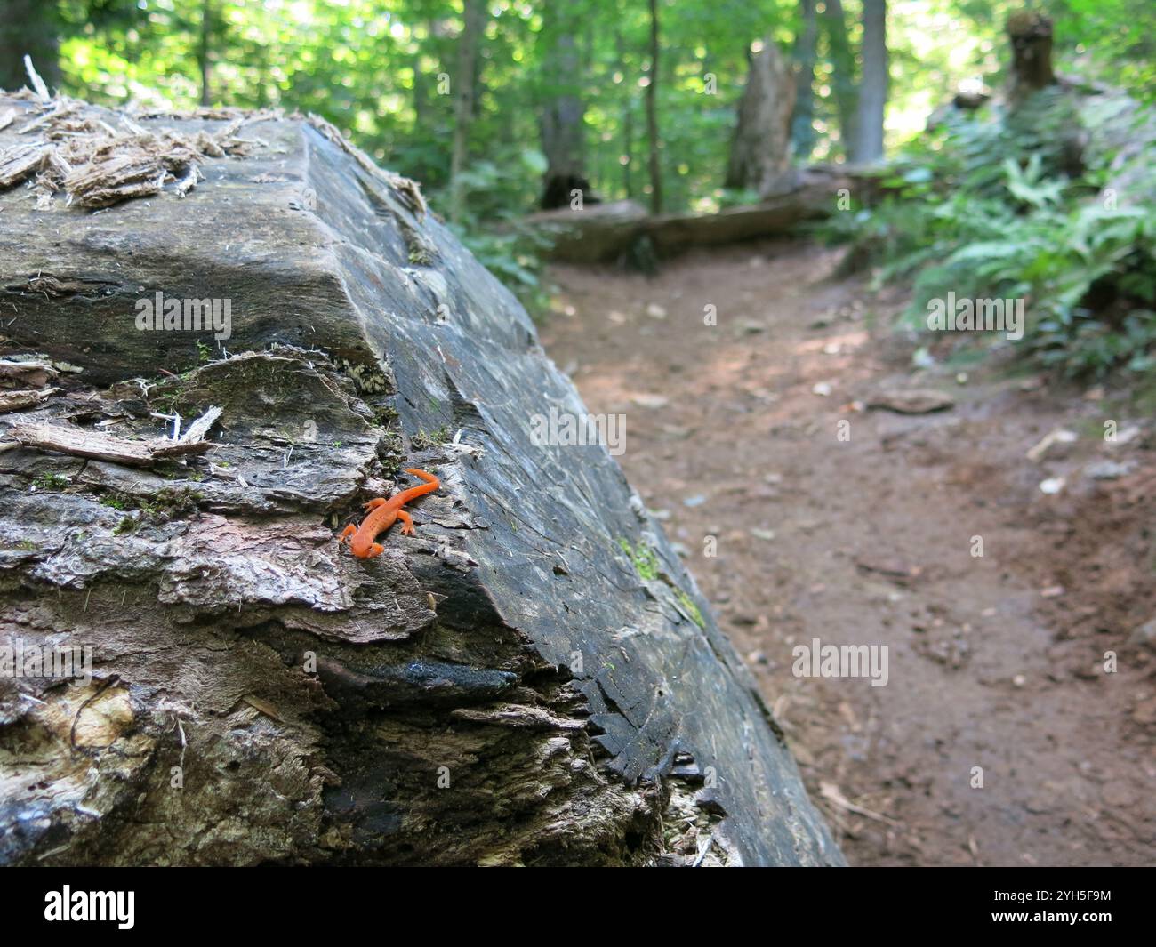 Adirondack Eastern Red Eft Salamander Amphibian Newt on Hiking Trail in ...