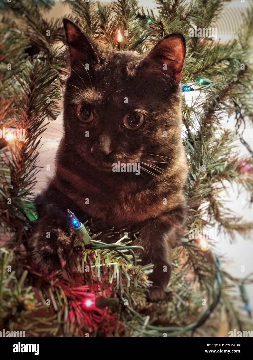 Cat playing with lights hi-res stock photography and images - Alamy