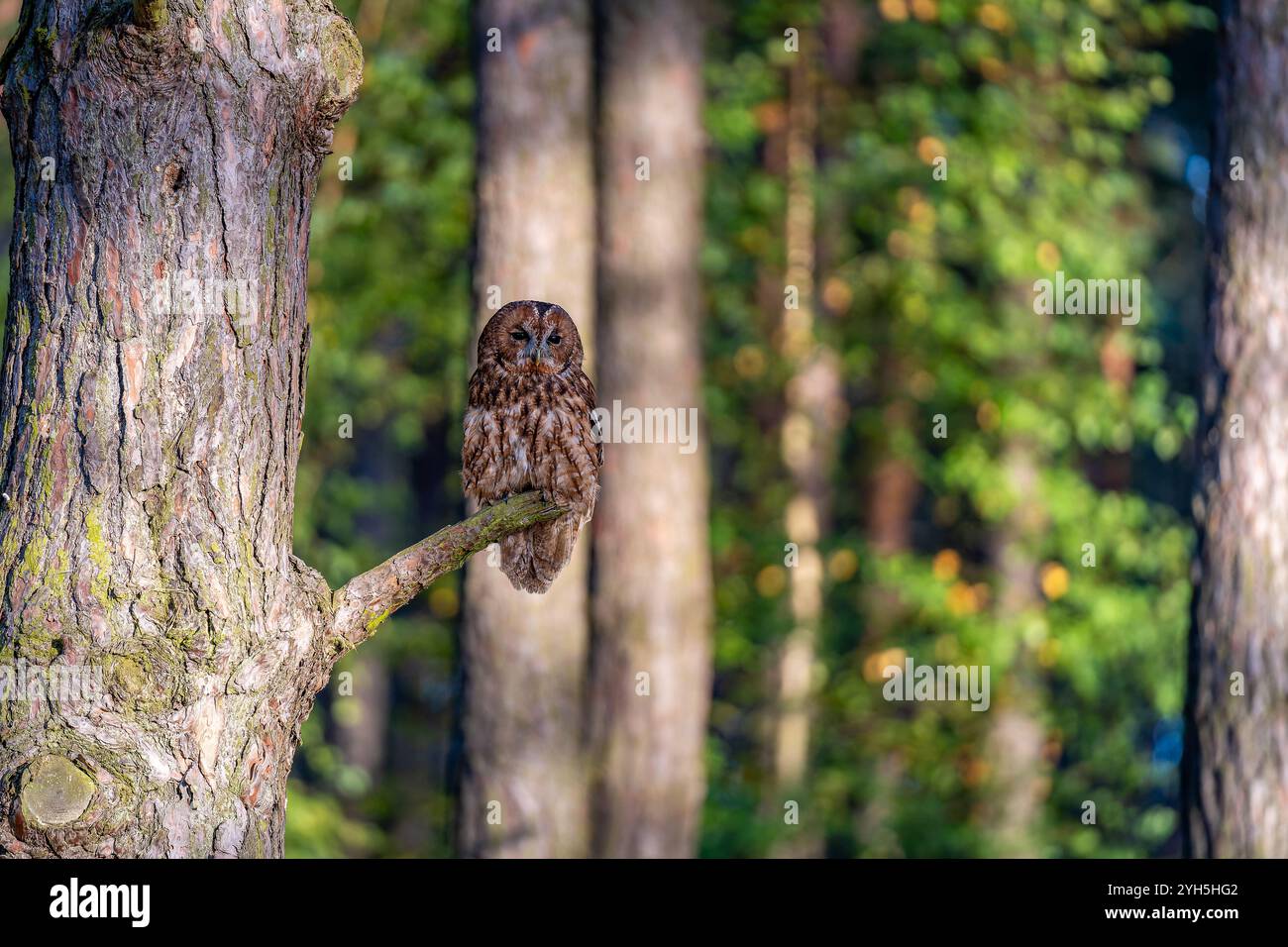 A tawny owl (Strix aluco) is perched on a branch in a forest. The owl's ...