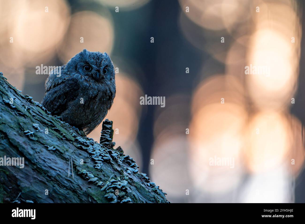 The Eurasian Scops Owl (Otus scops) is captured in a detailed close-up ...