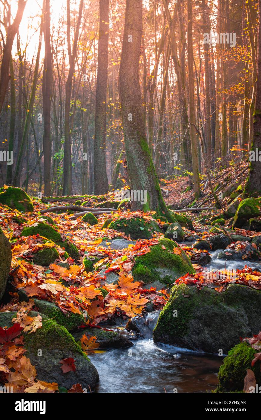A detailed view captures a small waterfall in a forest stream during ...