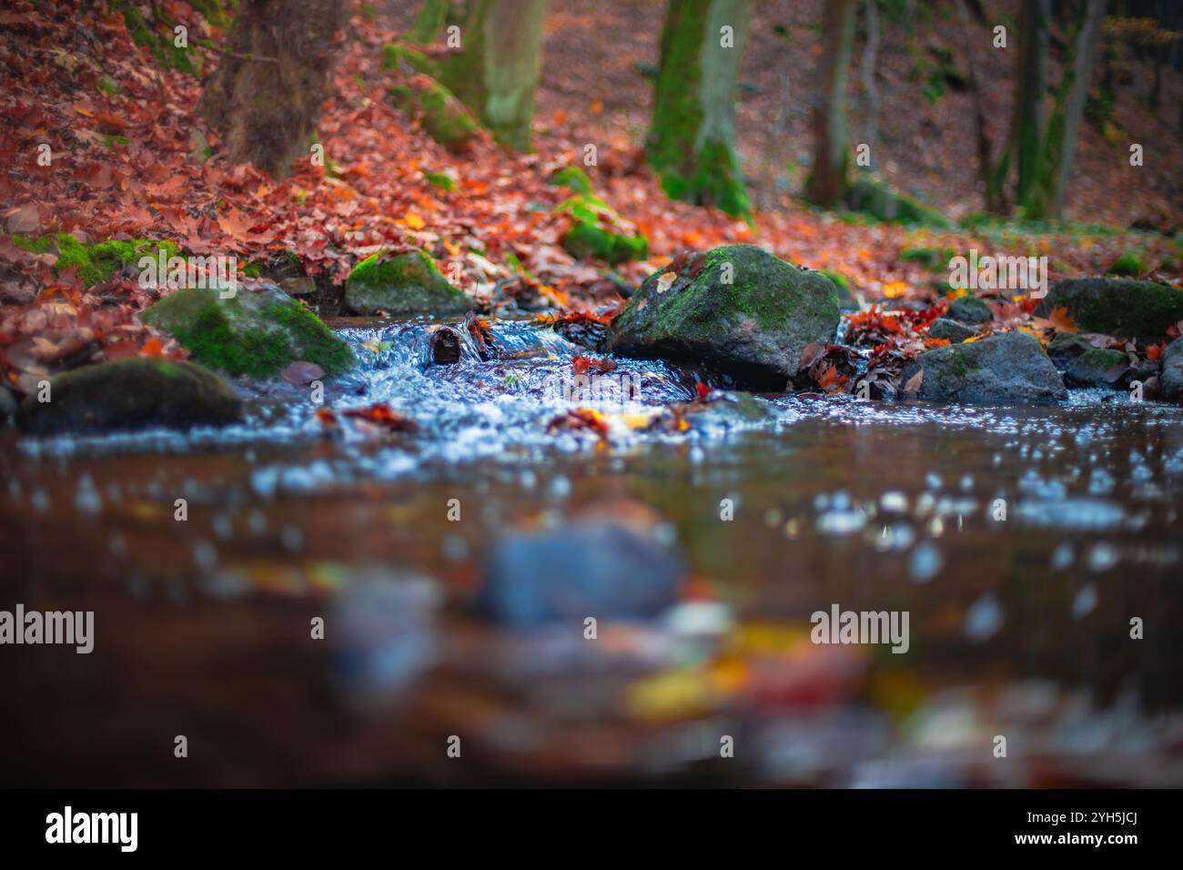 A detailed view captures a small waterfall in a forest stream during ...
