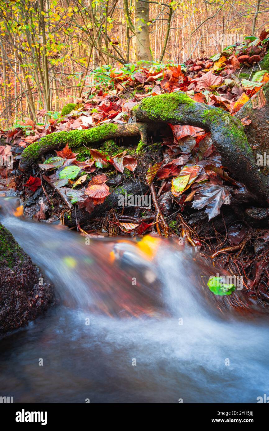 A detailed view captures a small waterfall in a forest stream during ...