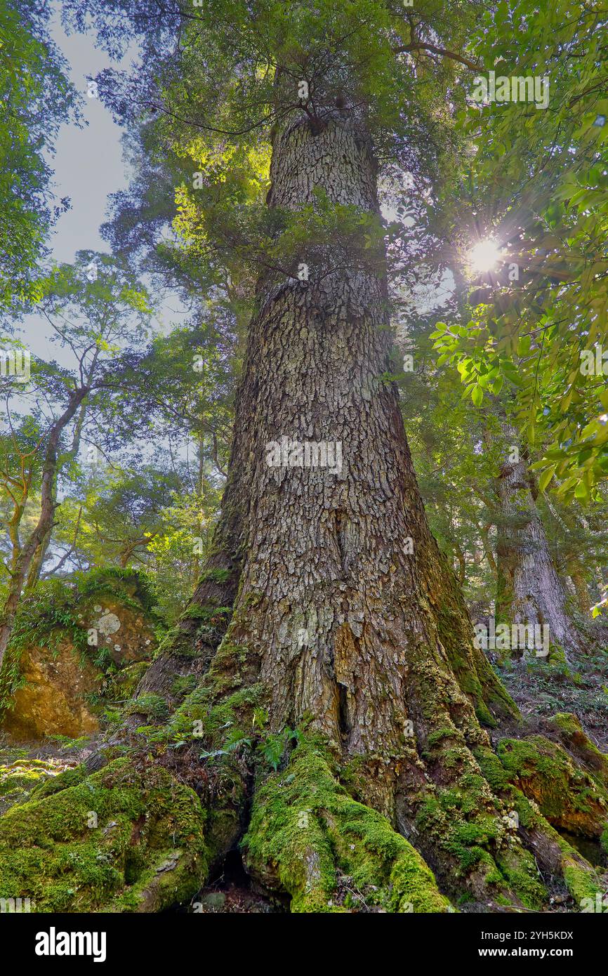 Portrait of large Myrtle Beech tree trunk and morning sunburst at ...