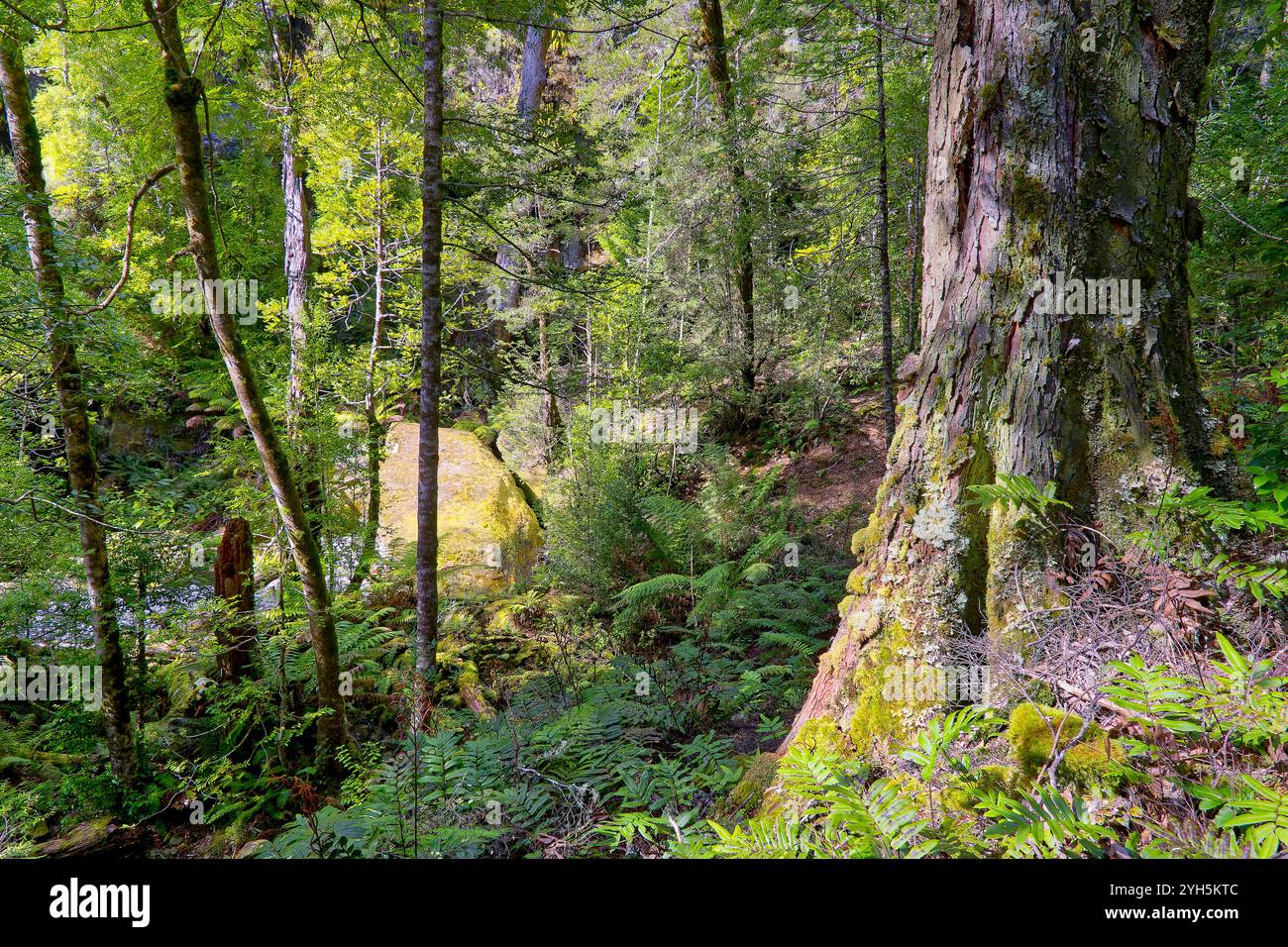 Large Myrtle Beech tree trunk and morning sunlit forest at Meander ...