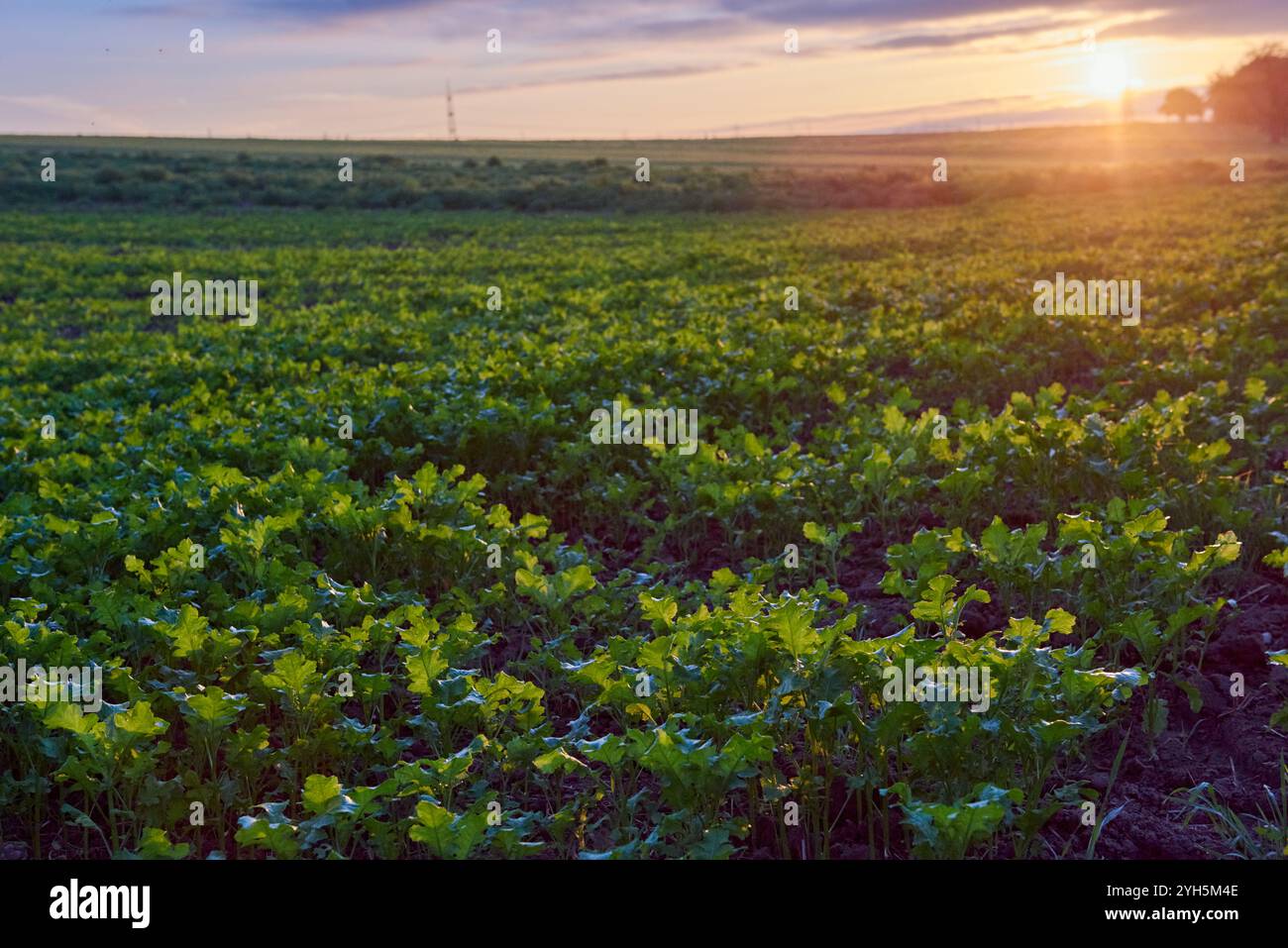 Dramatic Sunset Over Golden Field: Cinematic Landscape with Sun Rays ...