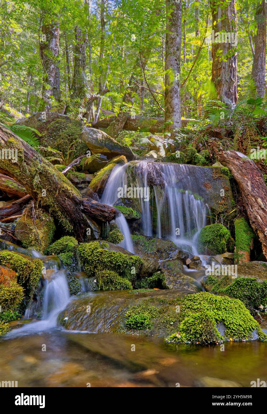 Small cascade in shade along Chasm falls trail with sunlit forest at ...