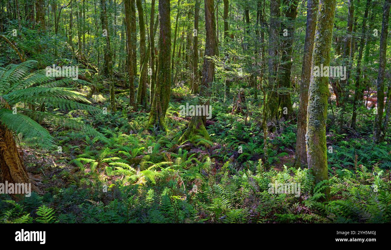 Dappled light falls across the fern understory of a myrtle beech forest ...