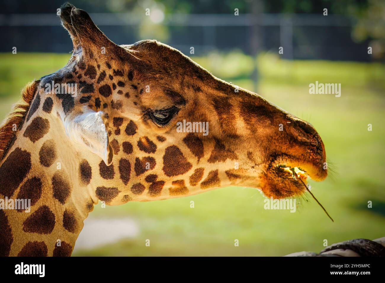 Giraffe long neck standing hi-res stock photography and images - Alamy