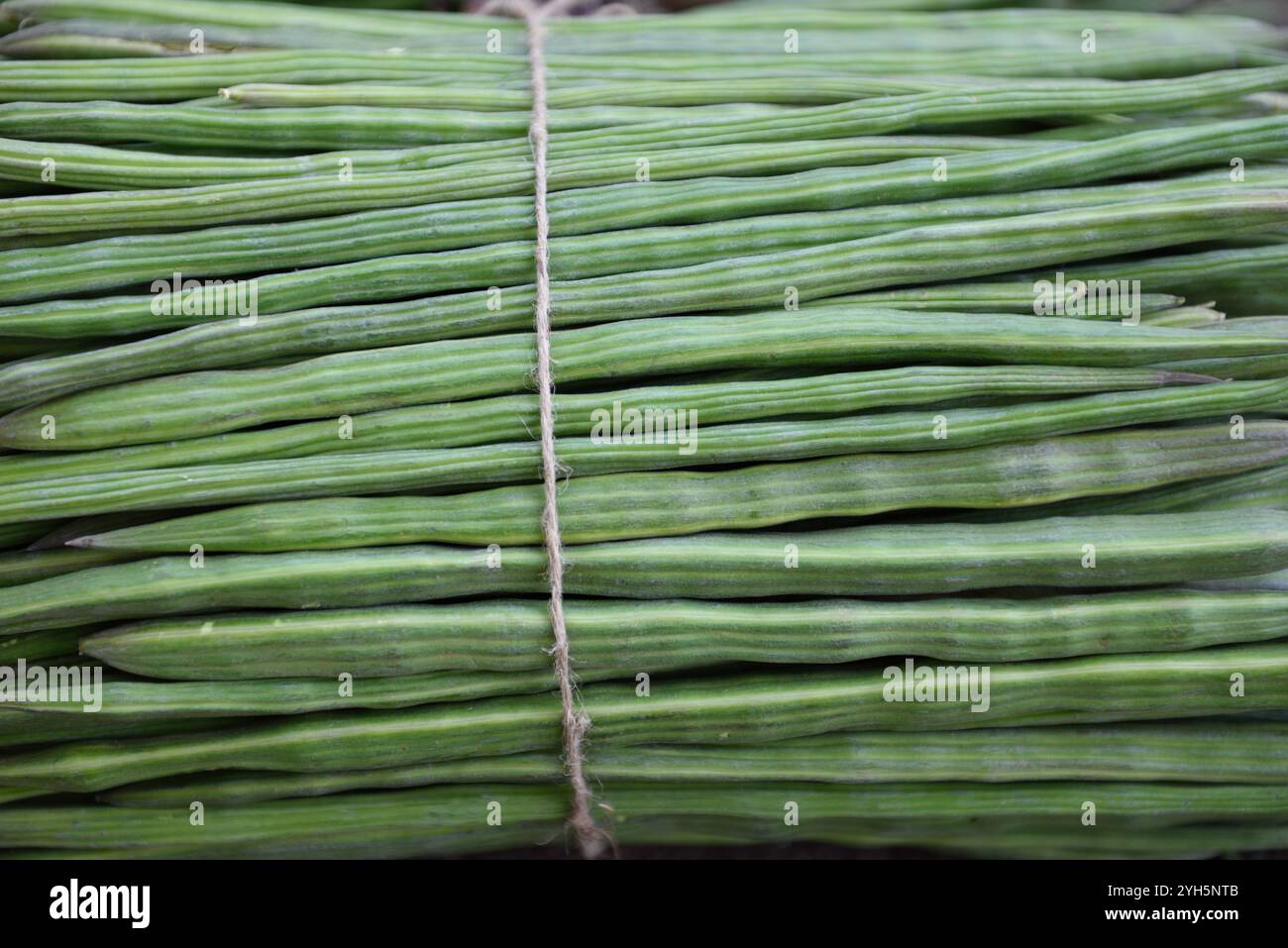 Moringa farm hi-res stock photography and images - Alamy