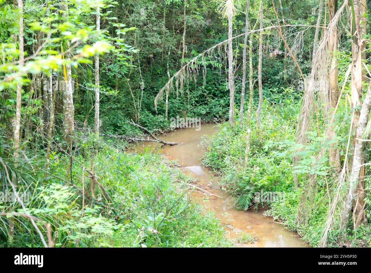 Brazil rainforest landscape flowers hi-res stock photography and images ...
