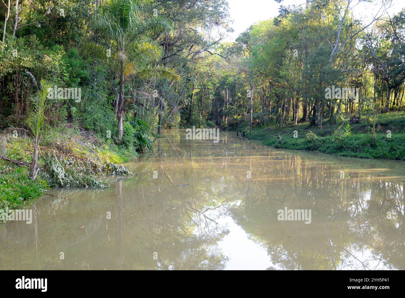 Typical Brazilian wild flooded tropical forest landscape Stock Photo ...