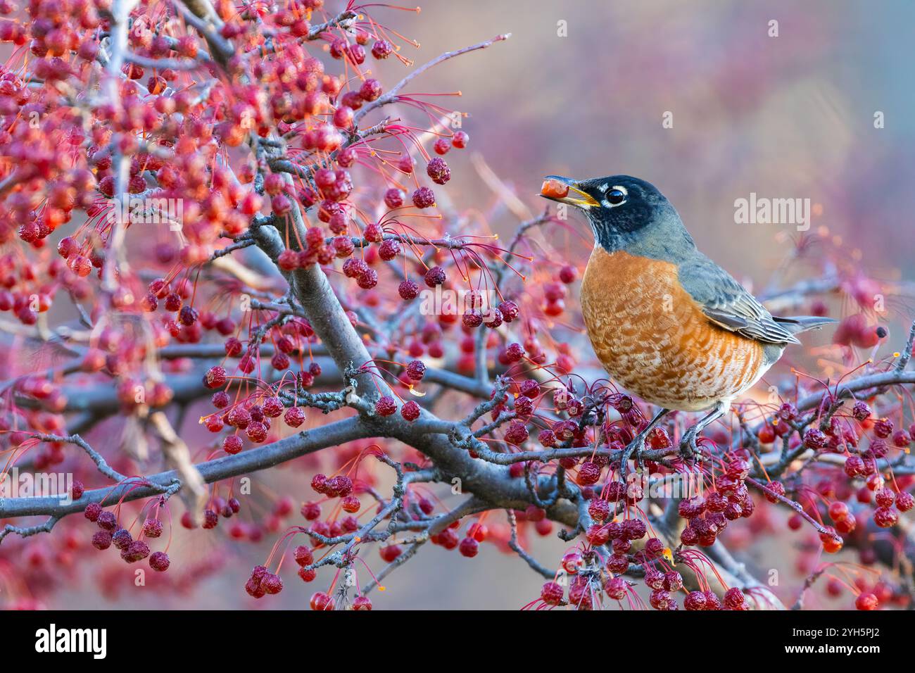 American robin eating berries Stock Photo - Alamy