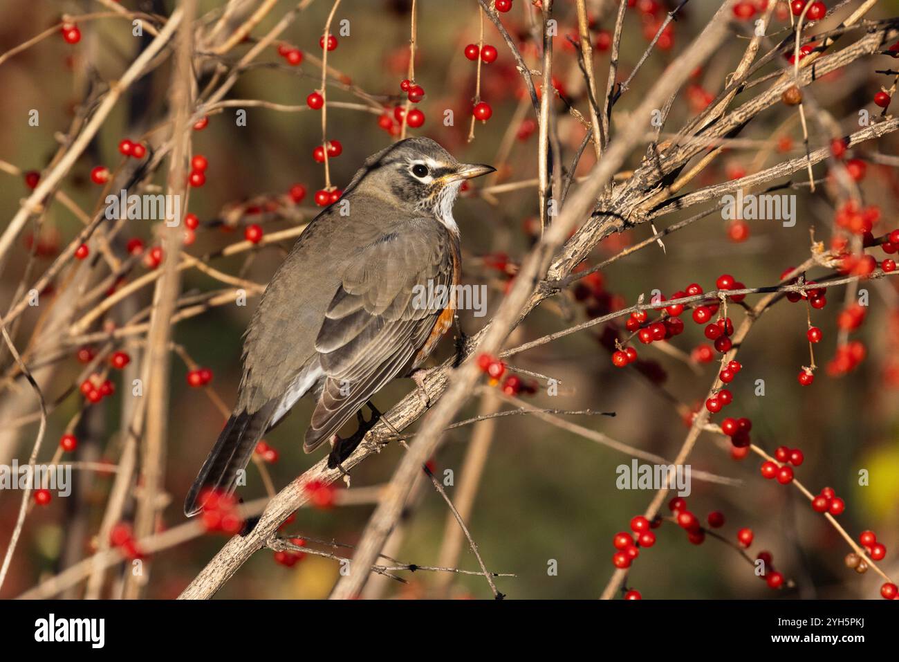 American robin eating berries Stock Photo - Alamy
