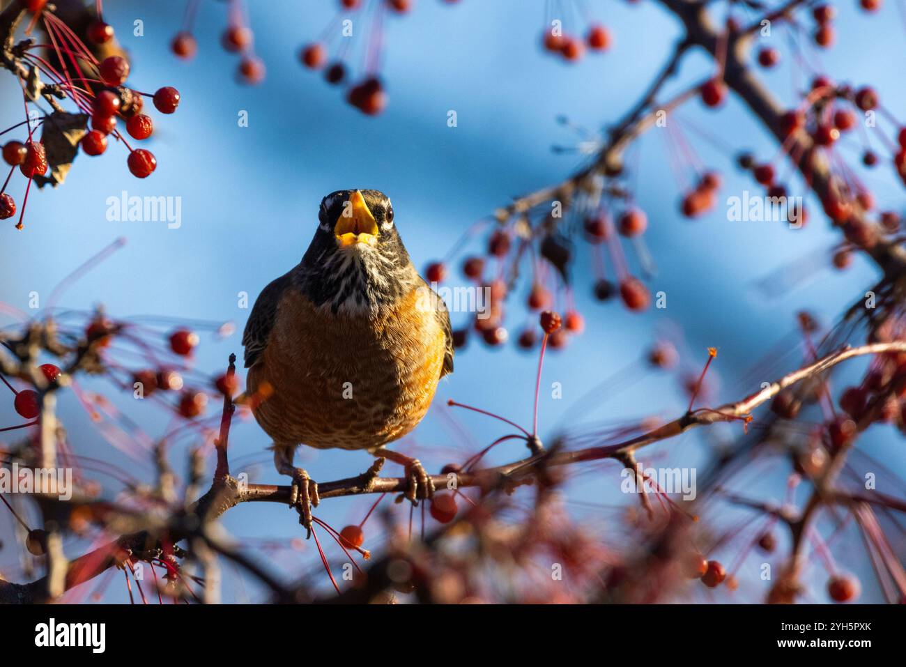 American robin eating berries Stock Photo - Alamy