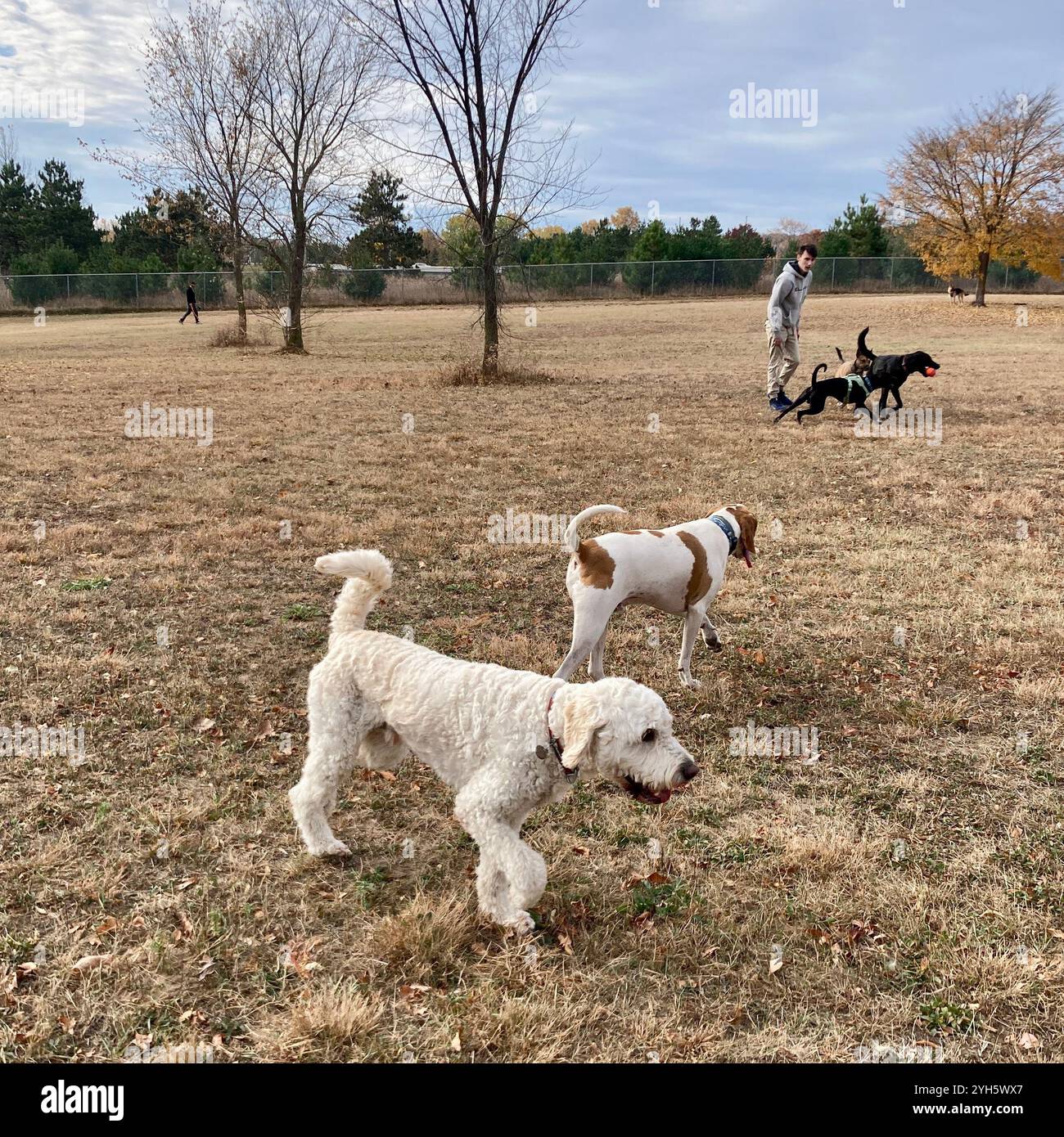 Dogs exercise play in hi-res stock photography and images - Alamy
