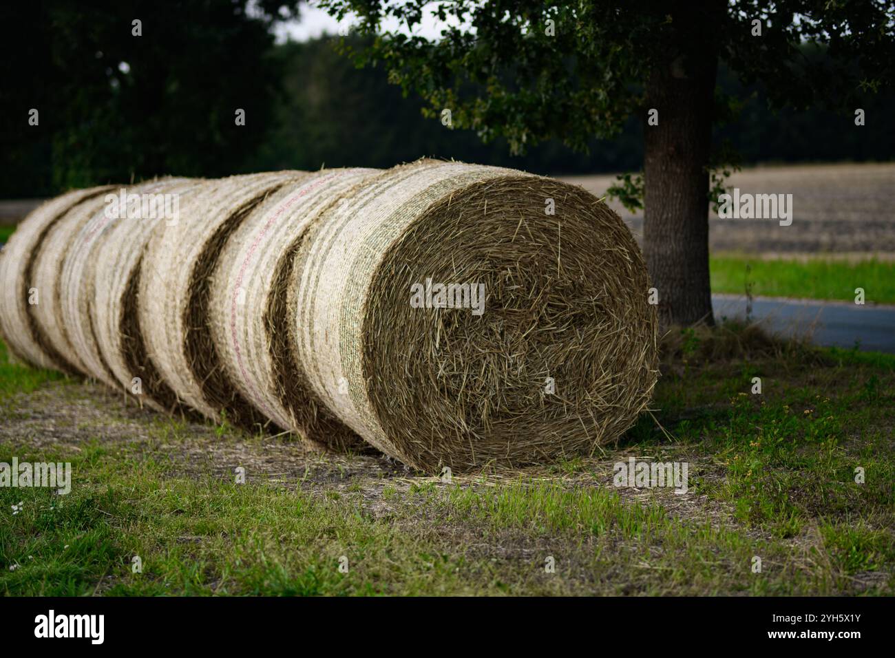Hay bales. Pile of golden yellow hay. Hay straw for background. Farm ...