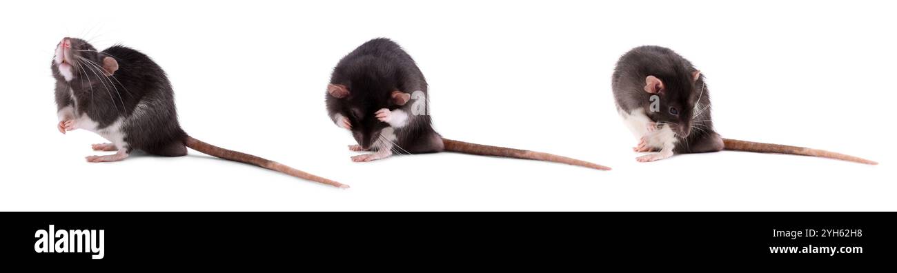Fluffy rat isolated on white, collage. Rodent Stock Photo - Alamy