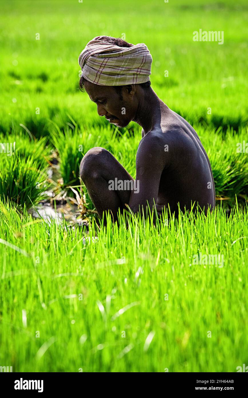 Farmer woking in rice field. Tamil Nadu Stock Photo - Alamy