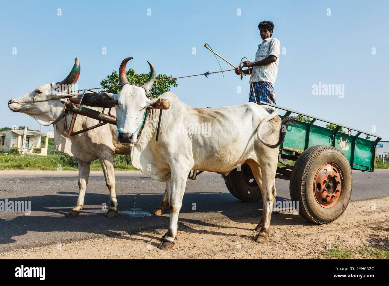 Unidentified indian man on cart with yoke of oxen Stock Photo - Alamy