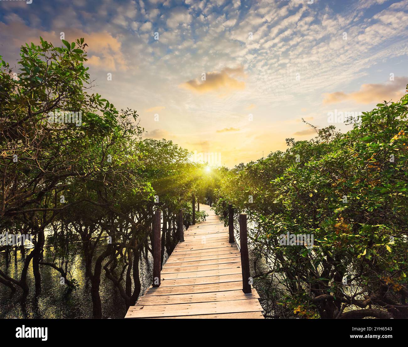 Liana bridge in forest hi-res stock photography and images - Alamy