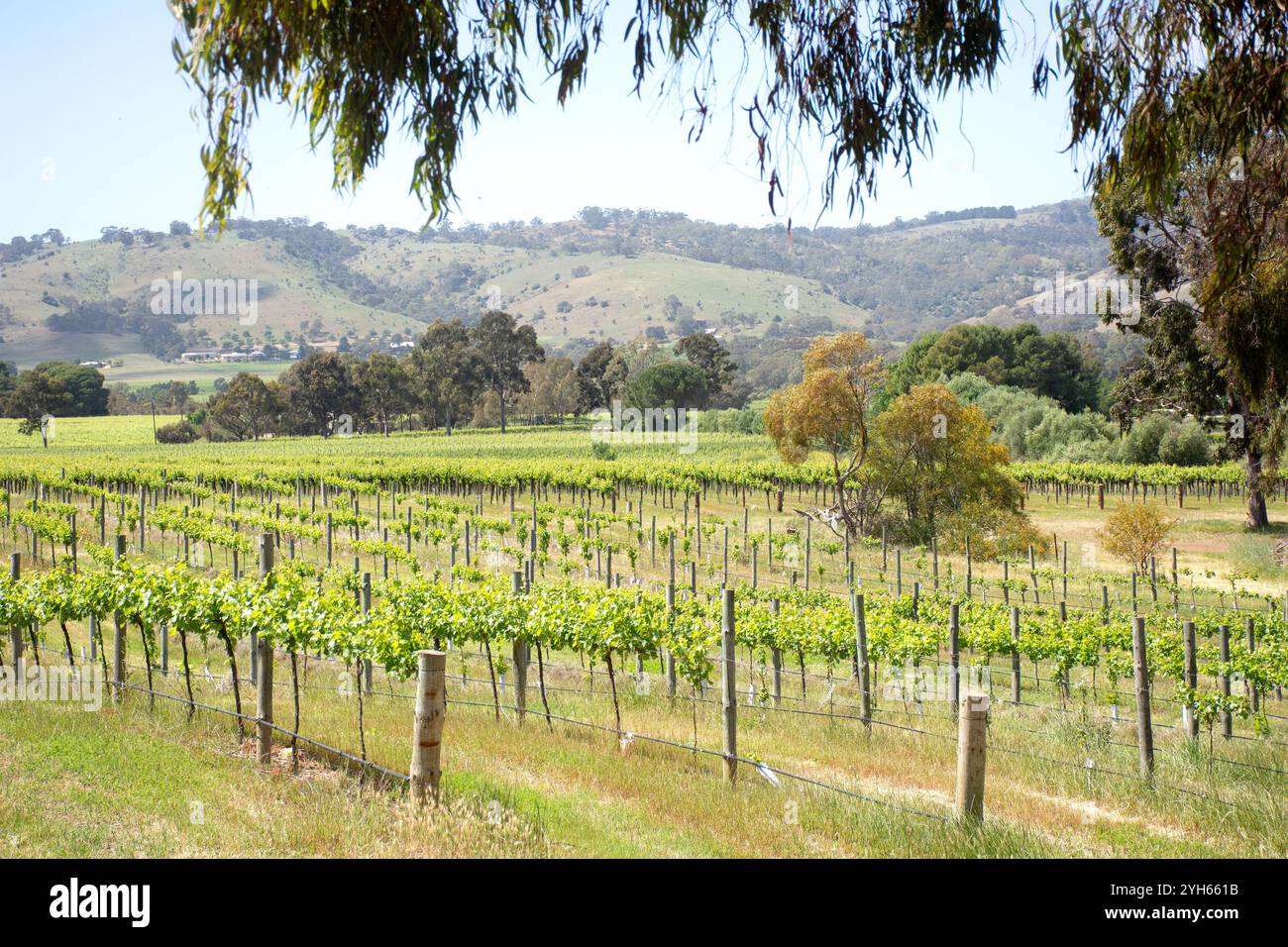 19th century landscape chateau tanunda basedow road vines plants hi-res stock photography and ...