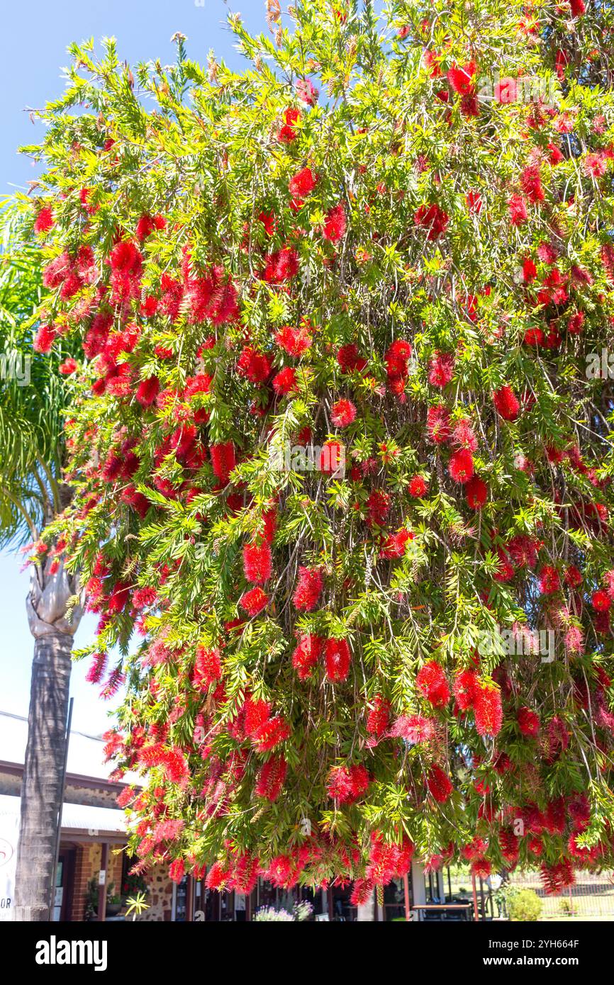 Bottle brush flowers bush callistemon at kies family wines cella hi-res ...