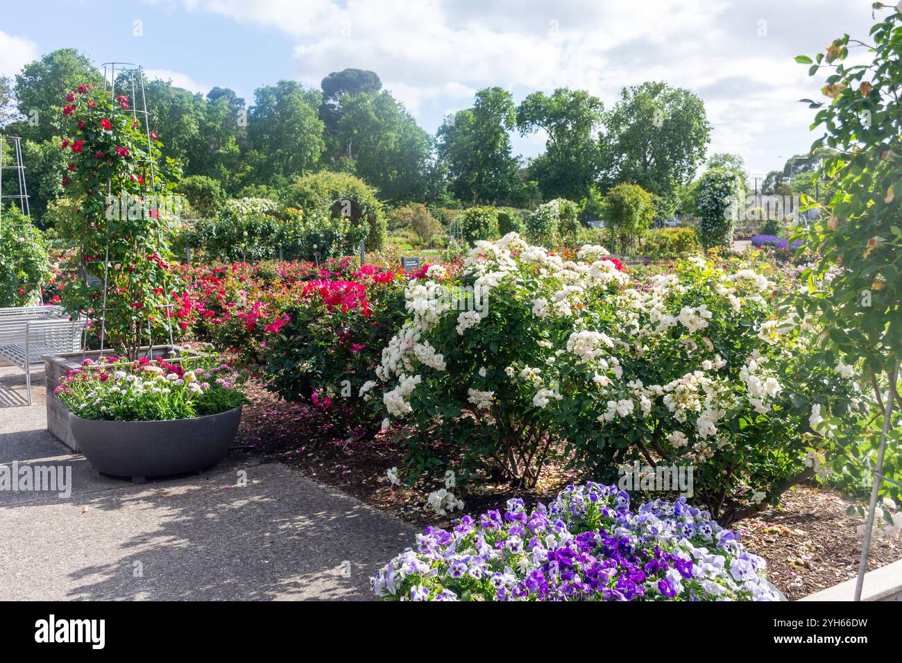 International Rose Garden and National Rose Trial Garden, Adelaide ...