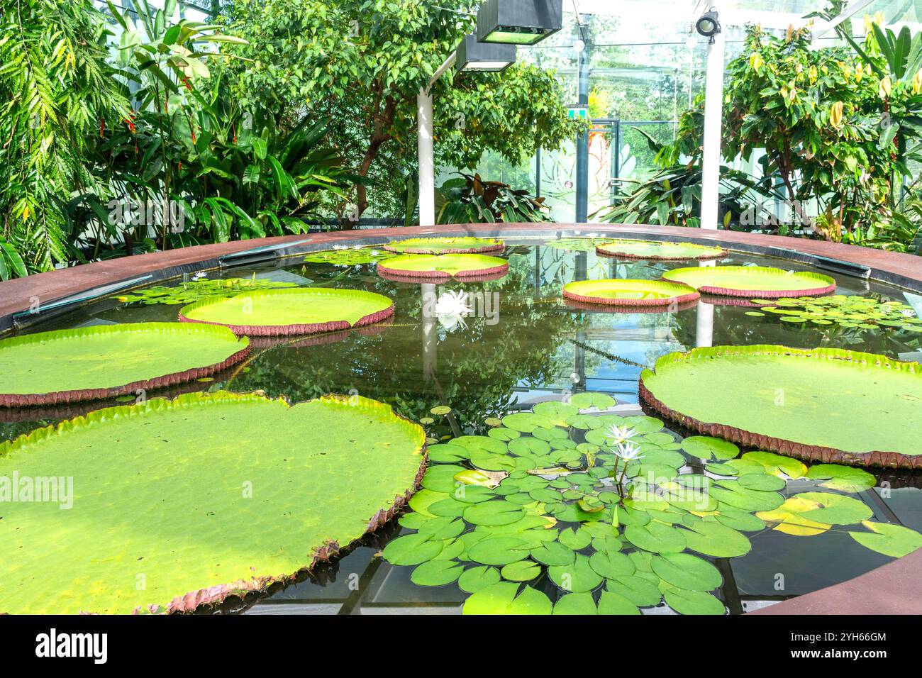 Victoria amazonica hi-res stock photography and images - Alamy