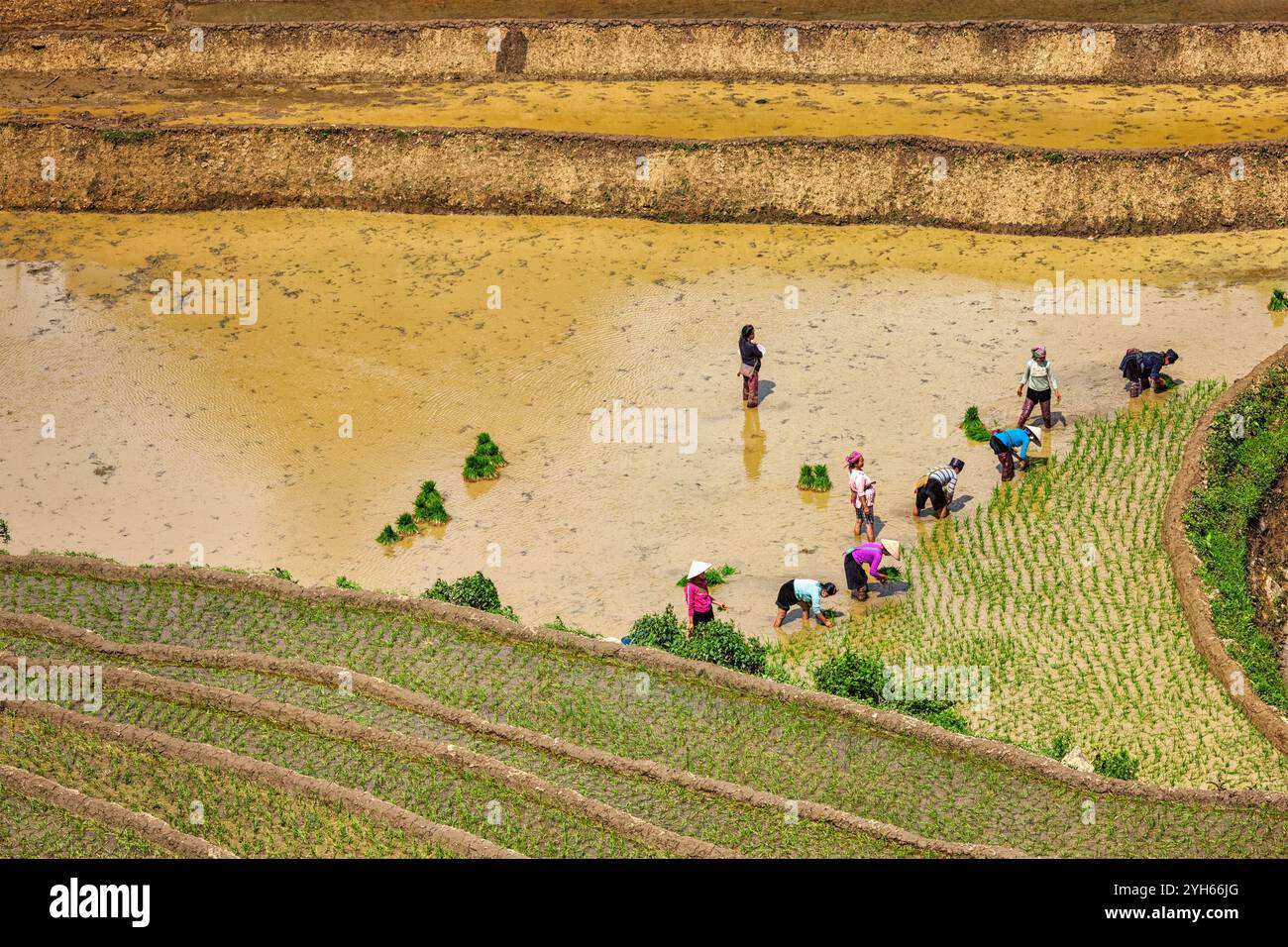 Vietnamese farmers working in rice field paddy. Vietnam is now one of ...