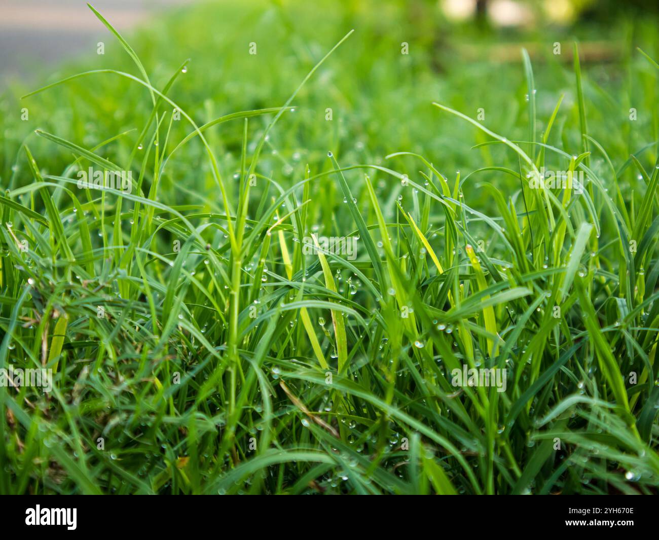 Green tall grass large drops hi-res stock photography and images - Alamy