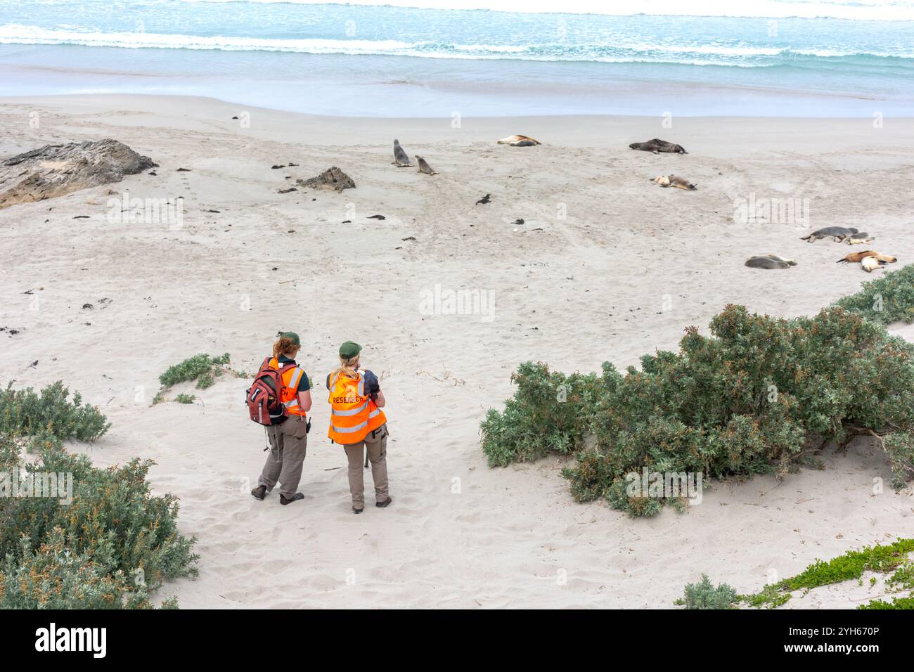 Staff on beach at Seal Bay Conservation Park, Kangaroo Island (Karta ...