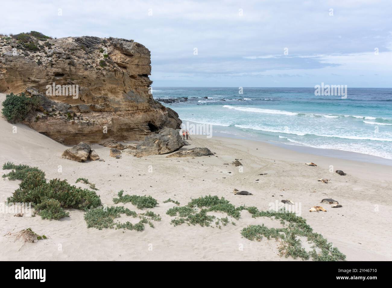 Sea Lions on beach at Seal Bay Conservation Park, Kangaroo Island ...