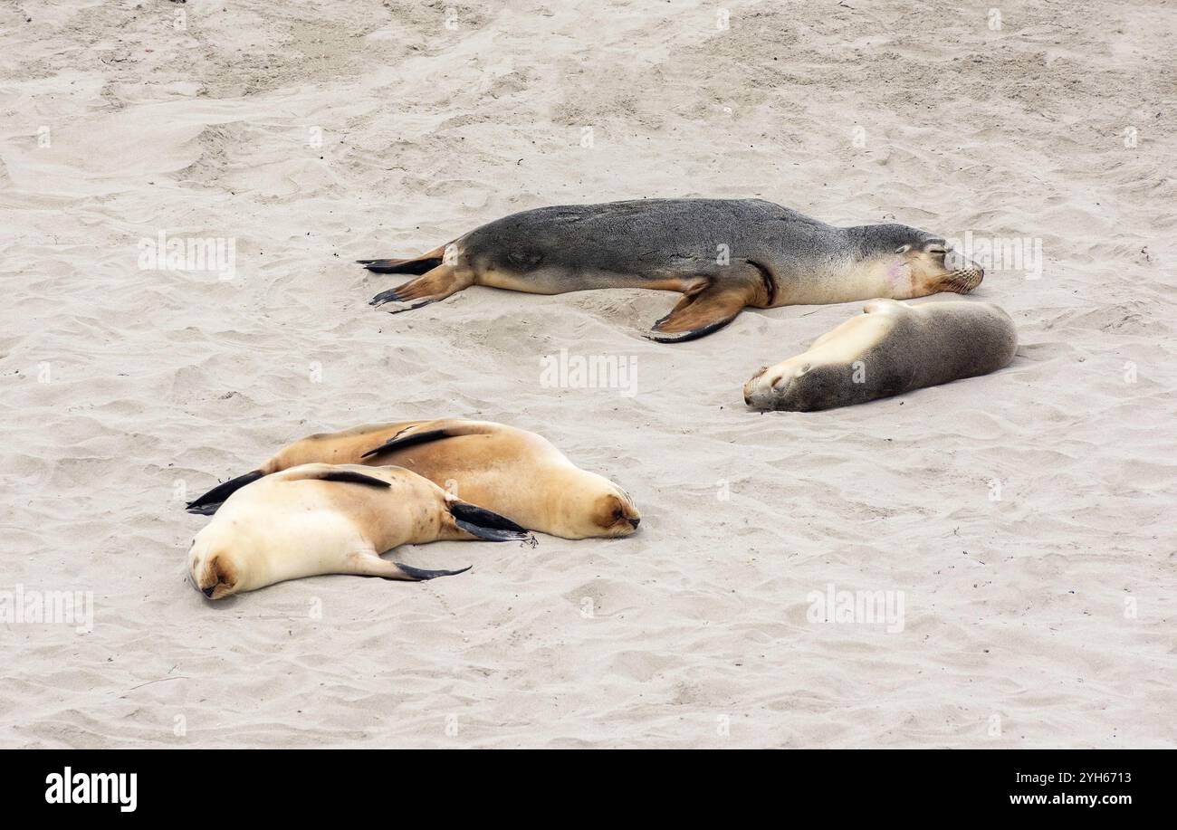 Sea Lions on beach at Seal Bay Conservation Park, Kangaroo Island ...