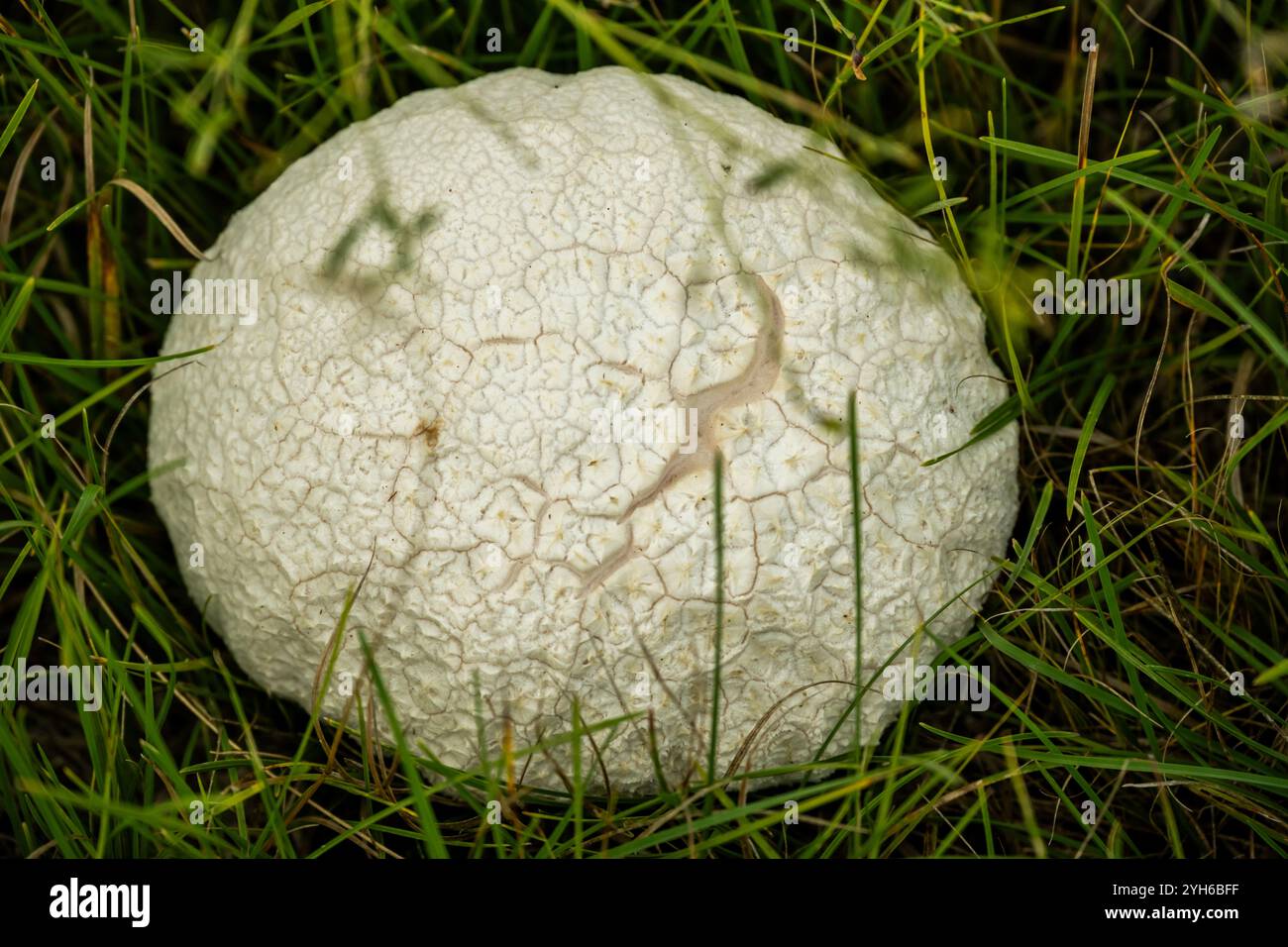 Large Egg Shaped Fungus Grows In The Grass Of Wind Cave National Park ...