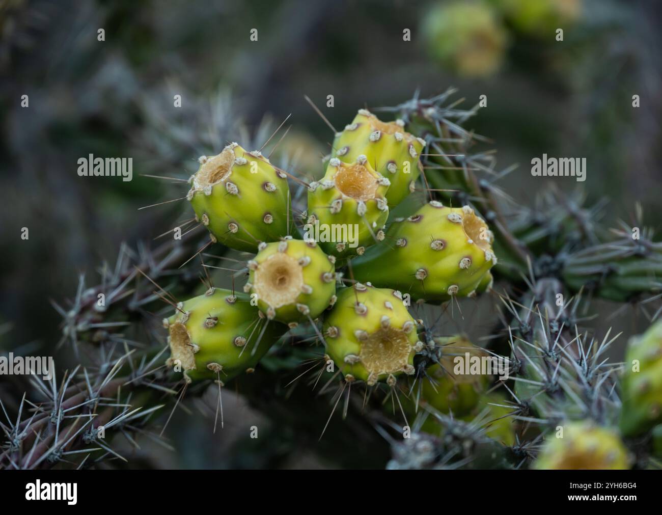 Light Green Color Of Chainlink Cactus Fruits in Saguaro National Parks ...