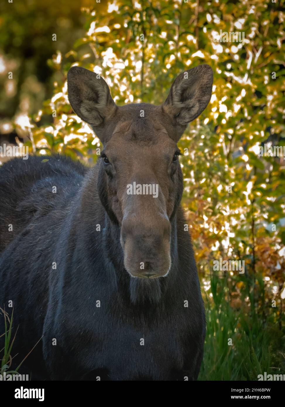 Female moose hi-res stock photography and images - Alamy