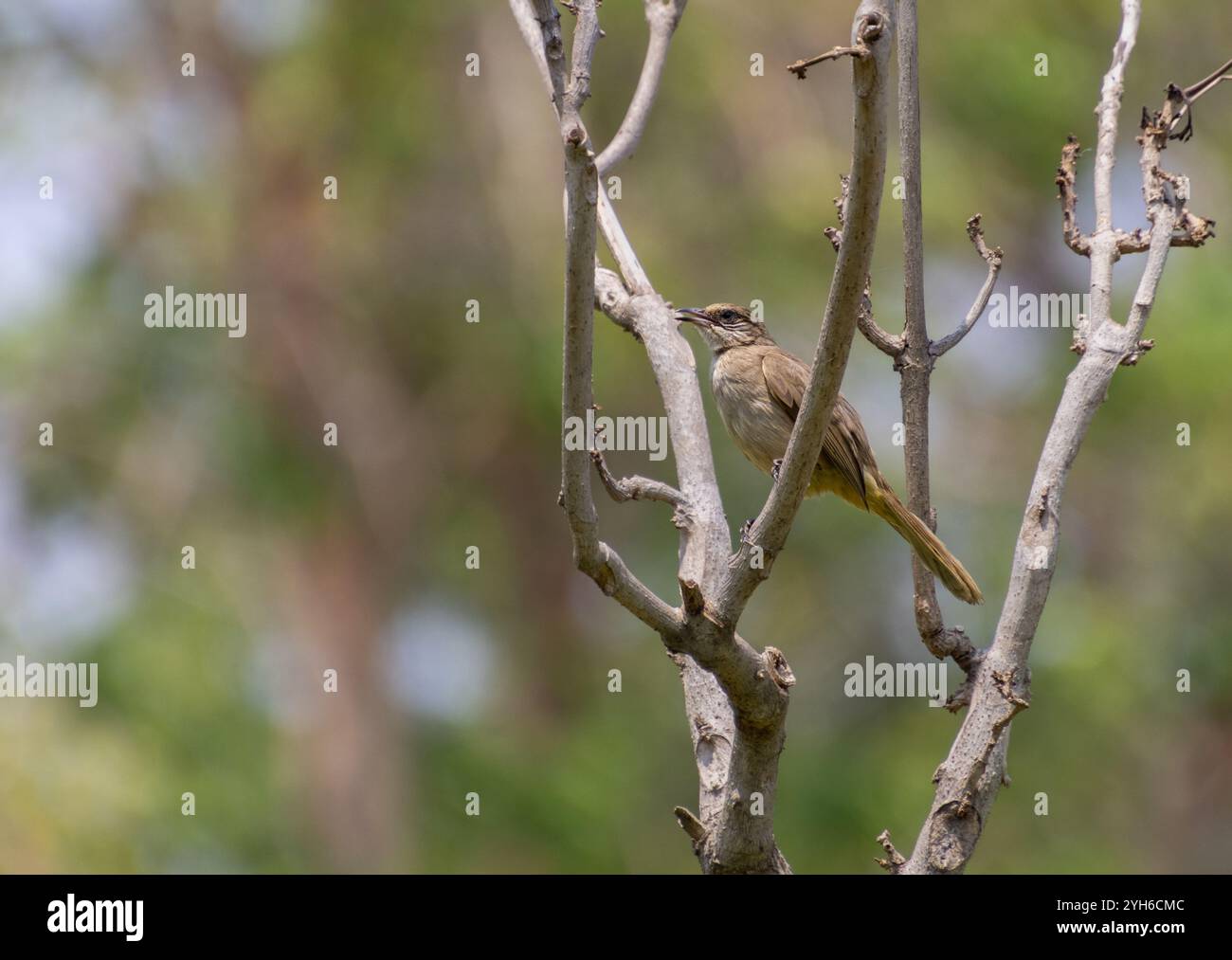 Streak eared bulbul pycnonotus hi-res stock photography and images - Alamy
