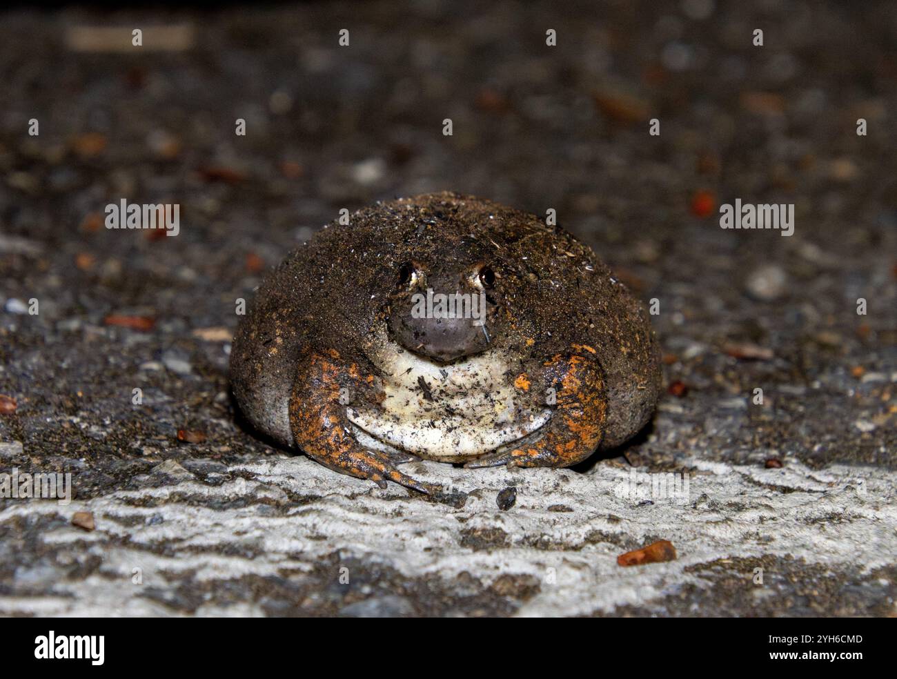 Burrowing frog hi-res stock photography and images - Alamy