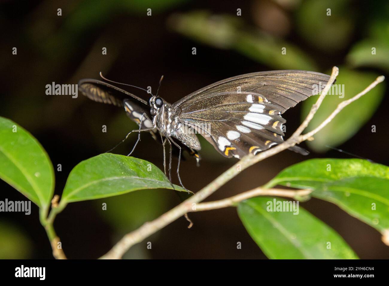 Papilio sp hi-res stock photography and images - Alamy