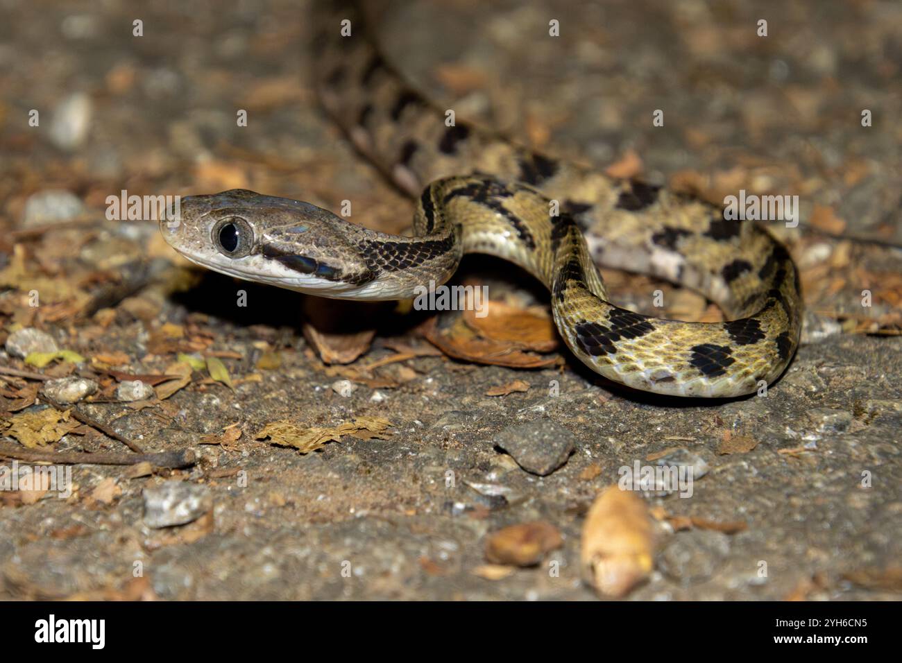 Siamese cat snake (Boiga siamensis Stock Photo - Alamy