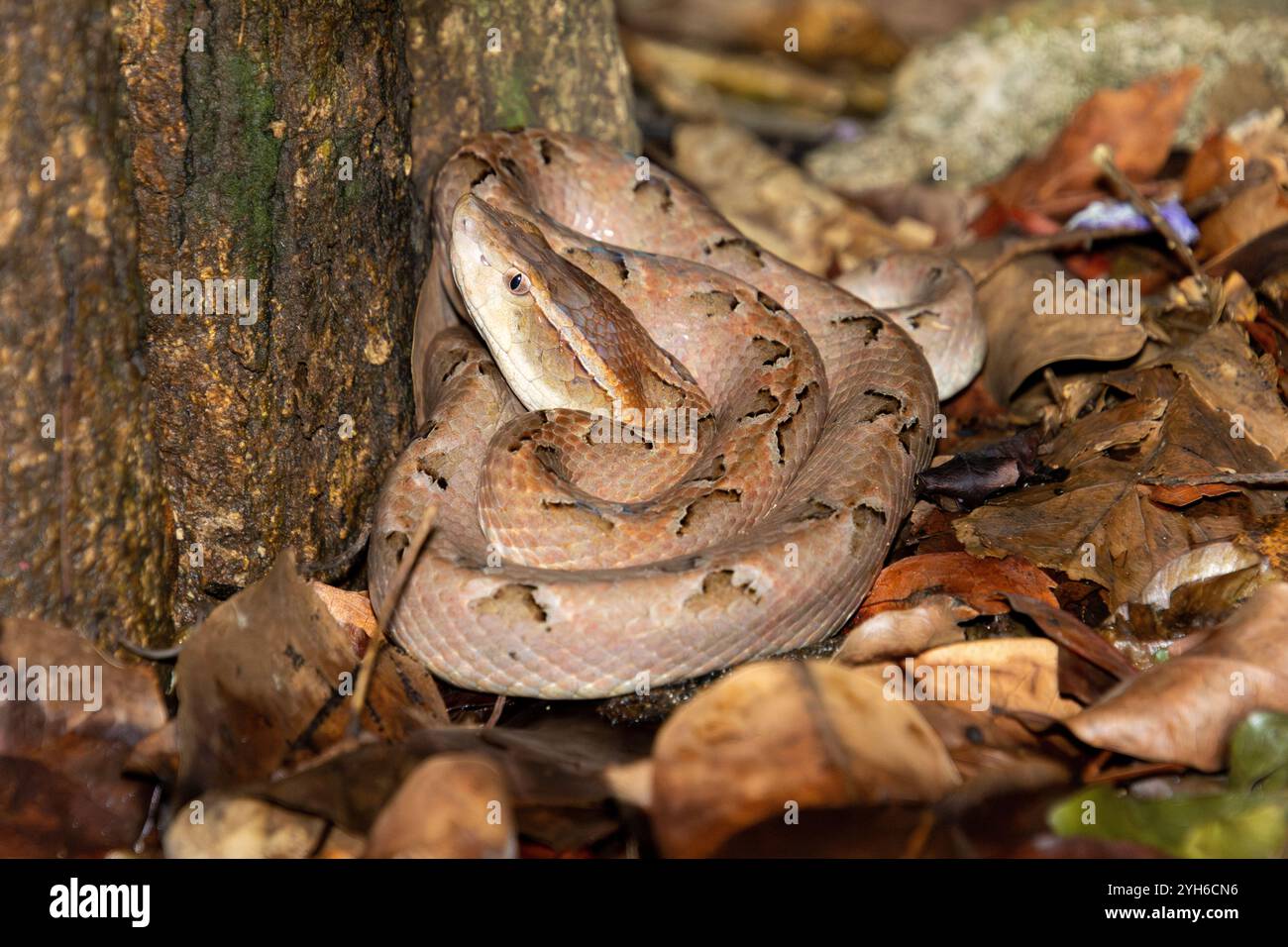 Malayan pit viper snake hi-res stock photography and images - Alamy